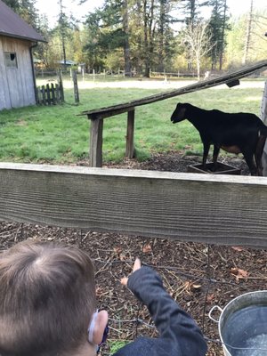 POMEROY FARM - Updated October 2024 - 41 Photos & 13 Reviews - 20902 NE ...