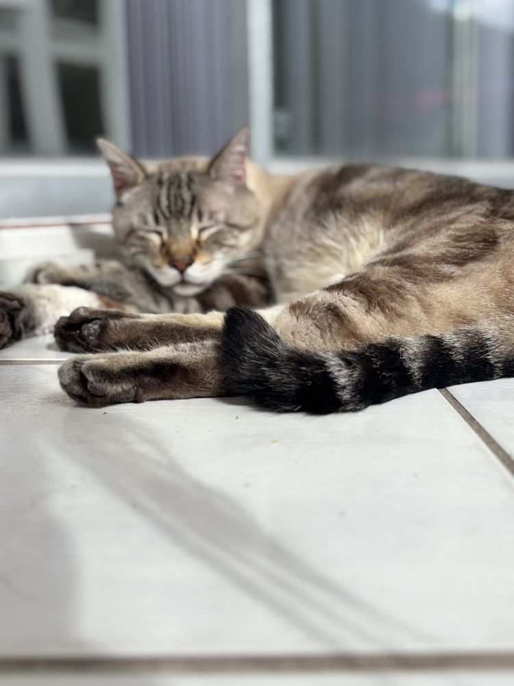 STEVENS ANIMAL HOSPITAL - Updated December 2025 - 35 Photos & 64 ...