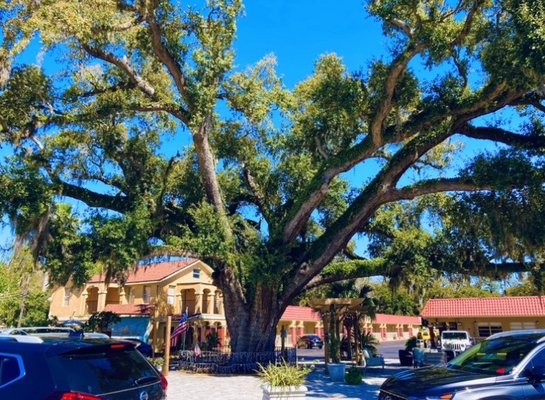 THE OLD SENATOR TREE - Updated October 2025 - 36 Photos & 12 Reviews ...