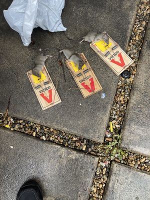 MAXUS PEST CONTROL - Updated January 2026 - 75 Photos & 95 Reviews ...