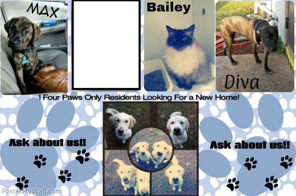 FOUR PAWS ONLY - 22 Photos & 26 Reviews - 2215 E Edgewood Dr, Lakeland ...