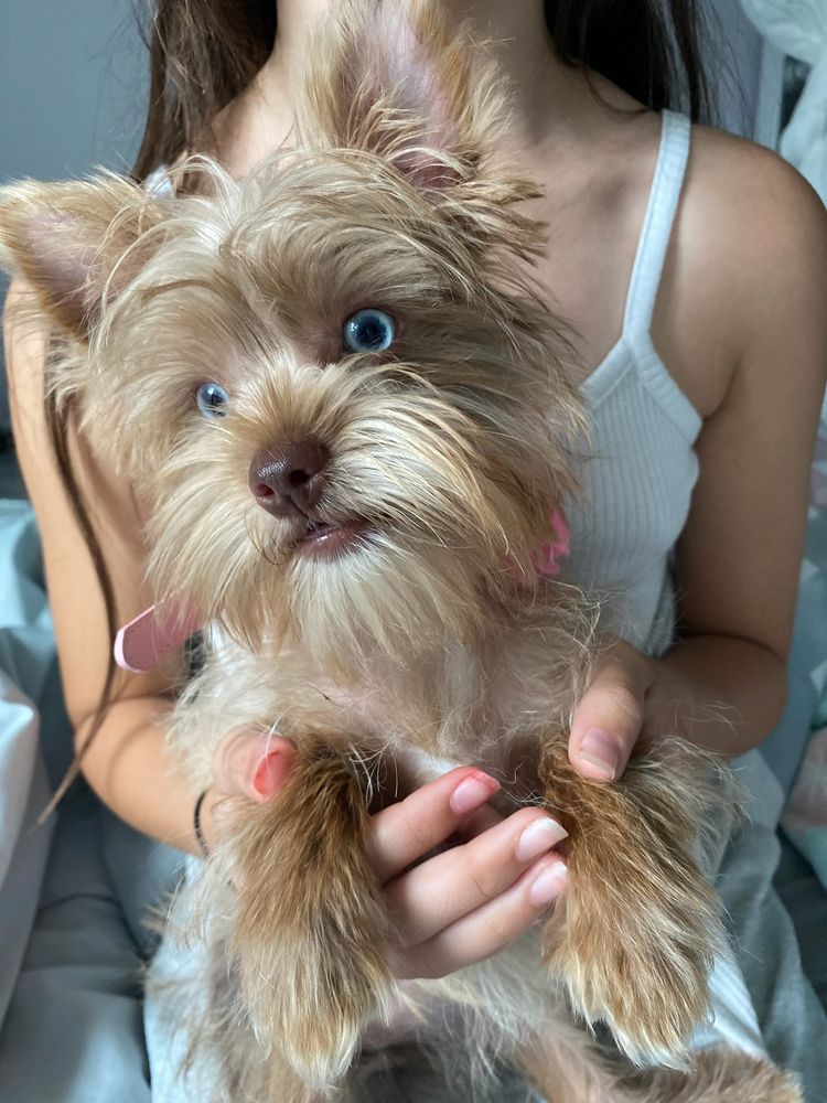 WE LOVE YORKIES - Updated October 2025 - St. Augustine, Florida - Pet ...