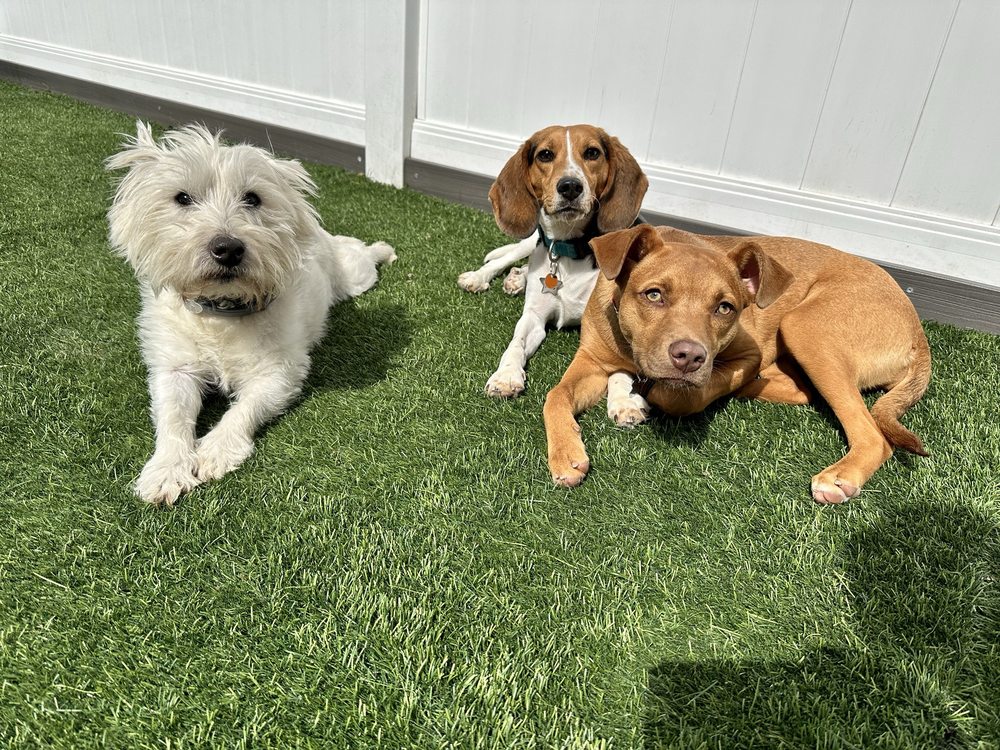 CAMP BOW WOW - Updated January 2026 - 82 Photos & 71 Reviews - 101 Rte ...