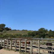 DEEP HOLLOW RANCH BEACH & TRAIL RIDES - 74 Photos & 47 Reviews - 8 Old ...