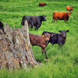 RUBE’S STEAKHOUSE - Updated June 2025 - 96 Photos & 56 Reviews - 118 E ...