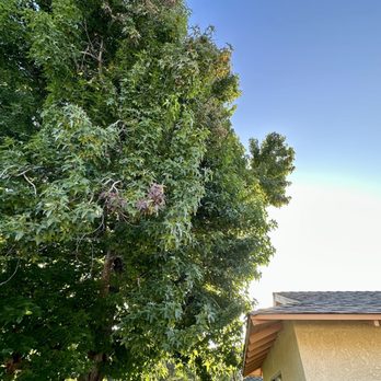 DAVID’S TREE SERVICE - Updated December 2025 - 86 Photos & 112 Reviews ...