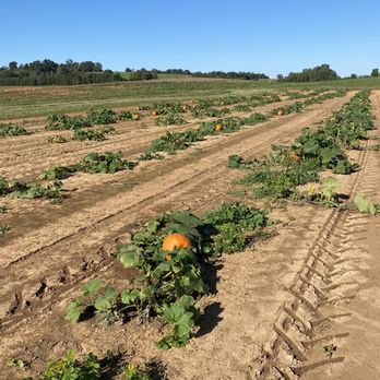 MAPLE LANE FARMS & CORN MAZE - Updated December 2025 - 29 Photos & 10 ...