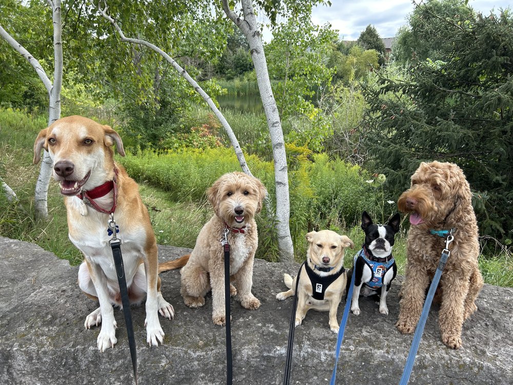 PAWS & STRIDES - Updated June 2025 - 10 Photos - 876 Willow Avenue ...