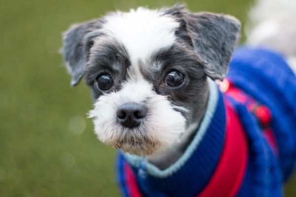 AMA ANIMAL RESCUE - Updated October 2025 - 251 Photos & 51 Reviews ...