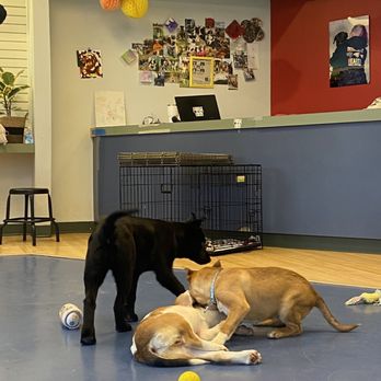 RESILIENT HEARTS ANIMAL SANCTUARY - Updated January 2026 - 3409 Stone ...