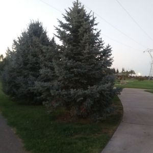 MICKE GROVE PARK - 116 Photos & 50 Reviews - Parks - 11793 N Micke ...