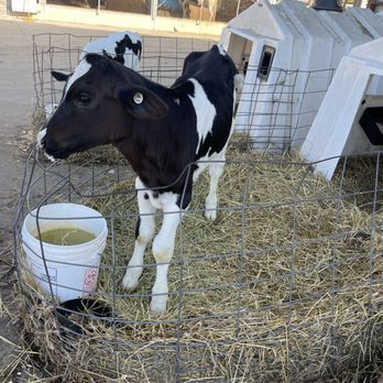 COOK’S FARM DAIRY - Updated March 2025 - 100 Photos & 165 Reviews ...