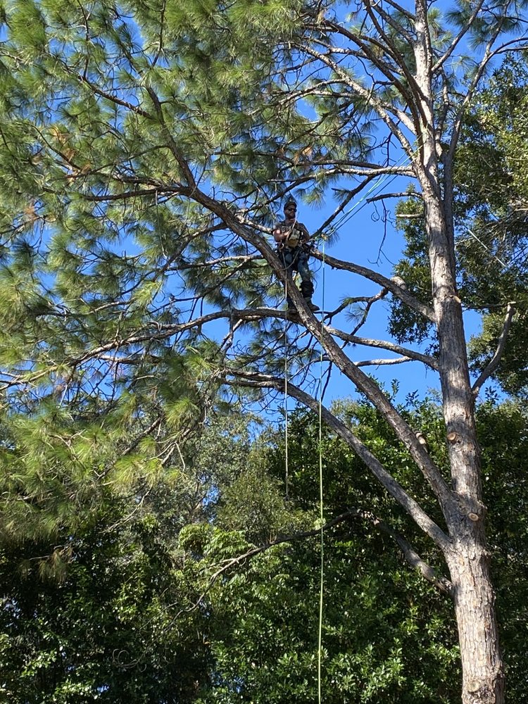 FLORIDA’S TREE MASTERS - Updated January 2026 - 51 Photos & 57 Reviews ...