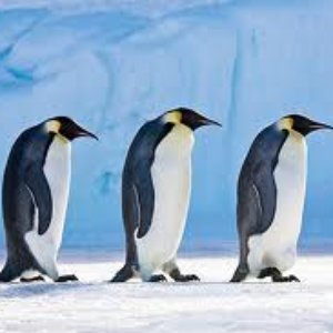 LANG ICE - Updated September 2025 - 10 Photos & 11 Reviews - 3604 W ...