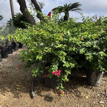 MOON VALLEY NURSERIES - Updated March 2025 - 32 Photos & 36 Reviews - 3550 N Loop 1604 E, San ...