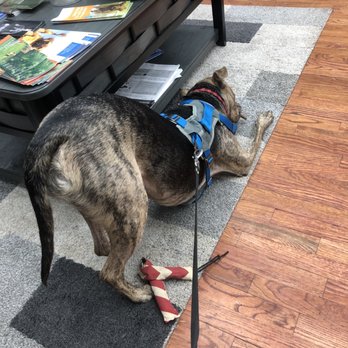 KEW GARDENS ANIMAL HOSPITAL - Updated July 2024 - 25 Photos & 53 ...