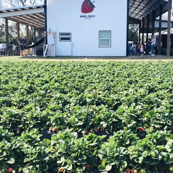 BERRY SWEET ACRES - Updated May 2026 - 70 Photos & 17 Reviews - 5621 W ...