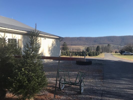 EAGLE EVERGREENS - Updated January 2026 - 20043 Hammond Rd, Spring Run ...