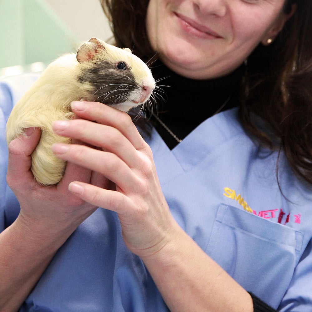 SMARTVET - Updated July 2024 - 17 Photos - Stuhlrohrstr. 10, Bergedorf ...