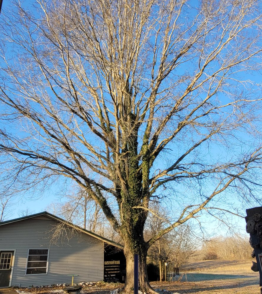 DROP ZONE TREE SERVICE - Updated December 2025 - 10 Photos - 220 Adam's ...
