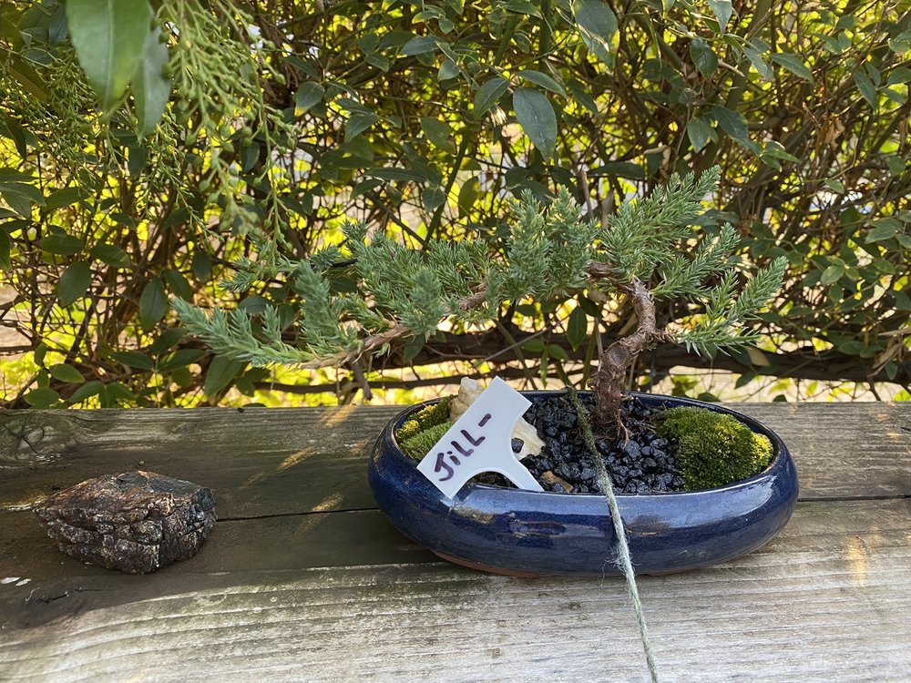 AL’S BONSAI WORKSHOP - Updated July 2025 - 21 Photos - 11120 Golf Links ...