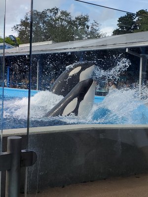 DINE WITH THE ORCAS - Updated October 2025 - 81 Photos & 26 Reviews ...