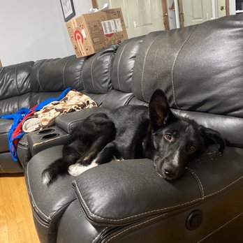 BORDER TAILS RESCUE - Updated October 2025 - 35 Photos & 44 Reviews ...