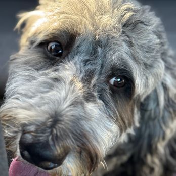 CALIFORNIA DOODLE RESCUE - Updated February 2025 - 42 Photos & 32 ...