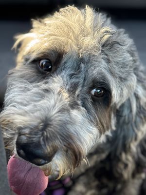 CALIFORNIA DOODLE RESCUE - Updated December 2025 - 74 Photos & 75 ...