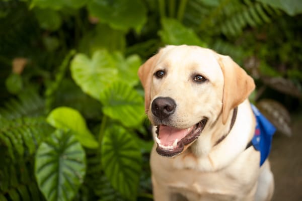 GUIDE DOGS OF TEXAS - Updated December 2025 - 17 Photos - 1503 Allena ...