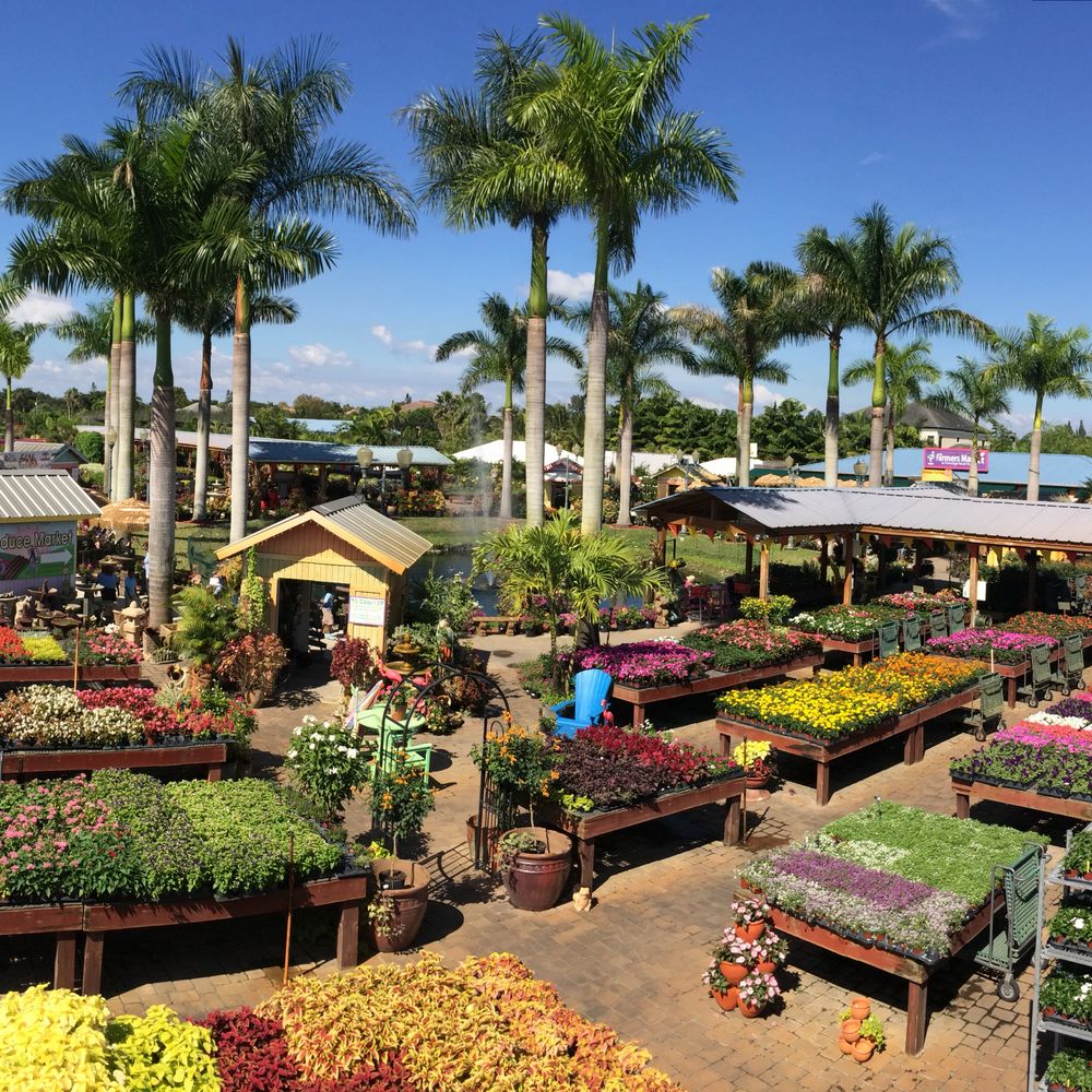 Japanese Maple Tree Sale Nursery In Miami