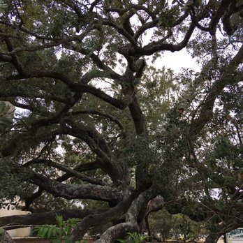 FRIENDSHIP OAK AT THE UNIVERSITY OF SOUTHERN MISSISSIPPI - Updated ...