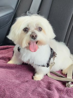 PAWS-2-HELP - Updated August 2024 - 44 Photos & 172 Reviews - 2693 ...