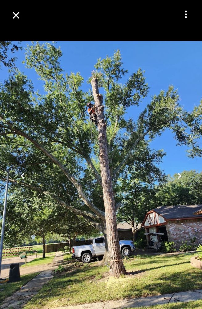 PR TREE SERVICE & LANDSCAPING - Updated September 2024 - Houston, Texas ...