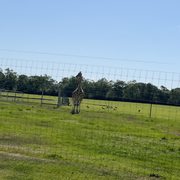 GLOBAL WILDLIFE CENTER - 557 Photos & 126 Reviews - 26389 Hwy 40 ...