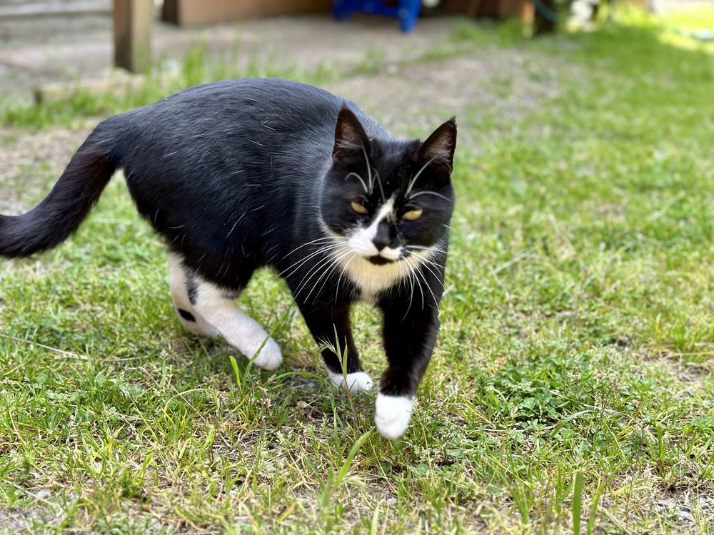 SHAMBA FARASI HORSE BOARDING - Updated August 2025 - 26 Photos - 22106 ...