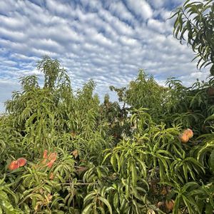 FAMILY TREE FARMS - Updated August 2025 - 41646 Road 62, Reedley ...