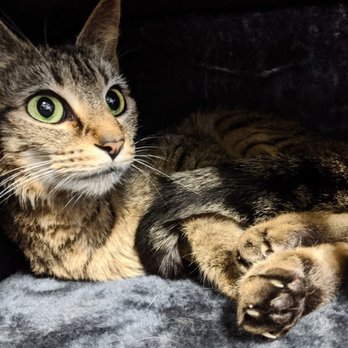 CARE STL - Updated January 2026 - 41 Photos & 15 Reviews - 2700 Walnut ...