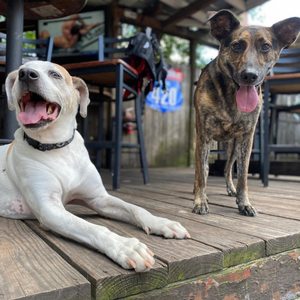 SIMPLY SOUTHERN PUPS - Updated November 2025 - 1557 Halfacre Rd ...