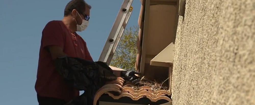 PRO BIRD CONTROL MEMPHIS - 36 Photos - Memphis, Tennessee - Pest ...