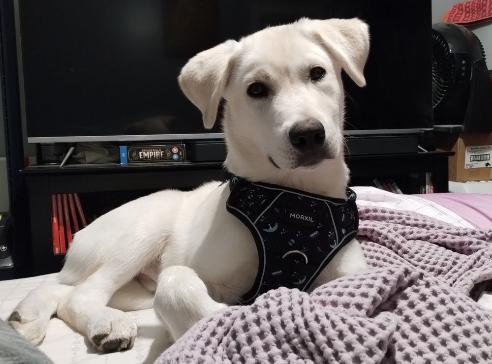 2 FAT DOGS - Updated April 2024 - Request a Quote - Bartlett, Tennessee ...