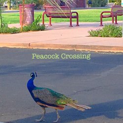 GLENDALE PUBLIC LIBRARY - 24 Photos - 5850 W Glendale Ave, Glendale, AZ ...