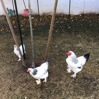 CACKLE HATCHERY® - Updated March 2025 - 68 Photos & 58 Reviews - 411 W ...