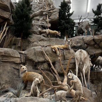 SCHEELS - Updated September 2024 - 293 Photos & 229 Reviews - 11282 S ...