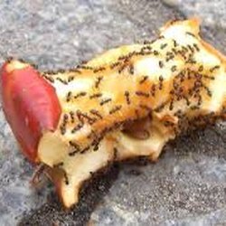 KILTER TERMITE & PEST CONTROL - 26 Photos & 133 Reviews - 260 Newport ...