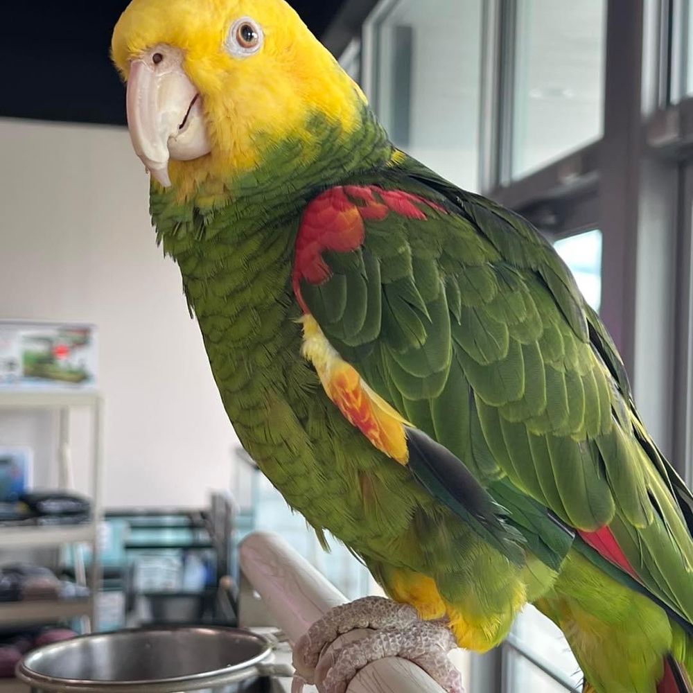Jamacian Parrots At Petsmart