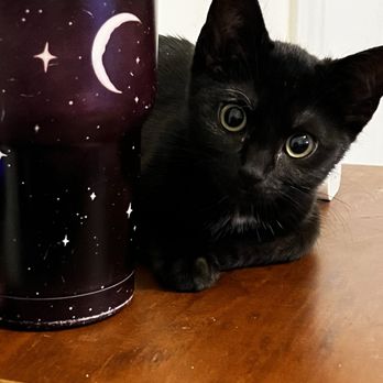 CMPD ANIMAL CARE AND CONTROL - Updated January 2026 - 34 Photos & 32 ...