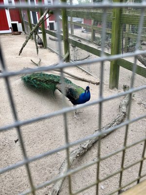 RANDALL OAKS ZOO - Updated May 2025 - 152 Photos & 39 Reviews - 1180 N ...