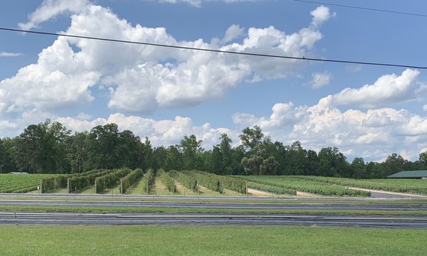 PORTER FARMS & NURSERY - Updated May 2024 - 21 Photos - 7615 Ten-Ten Rd ...