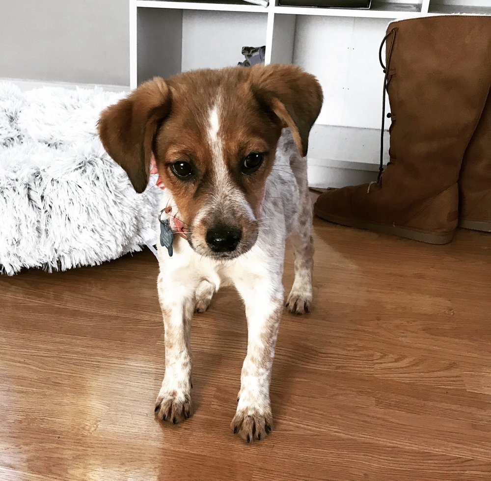 WRIGHT WAY RESCUE - 74 Photos & 169 Reviews - 5915 Lincoln Ave, Morton ...